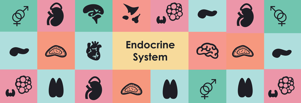 Why Endocrine Health – SEHEAC