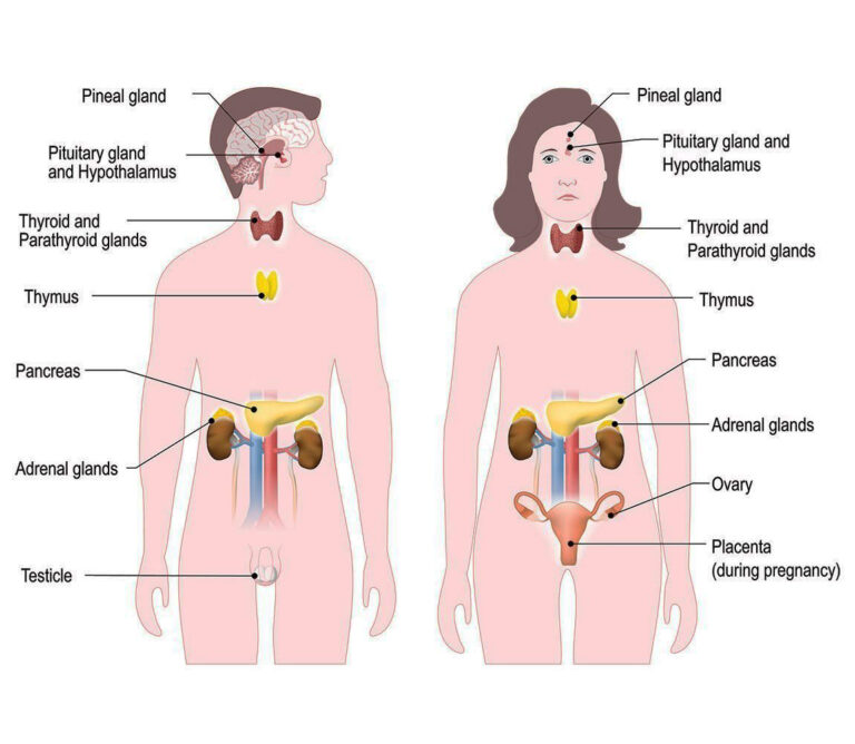 Why Endocrine Health – SEHEAC